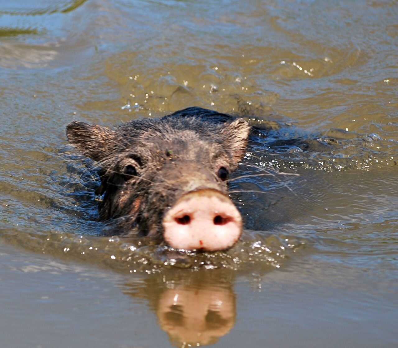 Porc la apă! - Infopescar.Tv